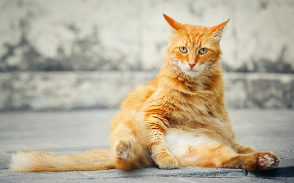 7 Reasons Why Your Cat is Bloated (and How to Help)– FullBucket Health