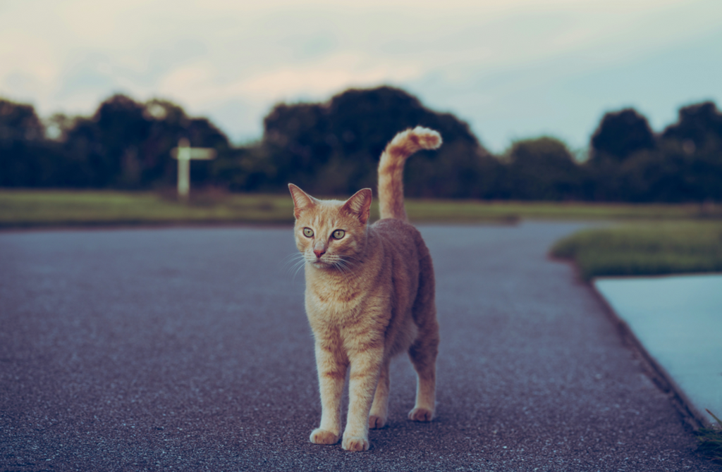 Understanding Your Cat’s Roaming Behavior– FullBucket Health