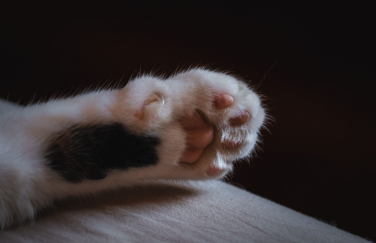 The Science of Cat Toe Beans– FullBucket Health