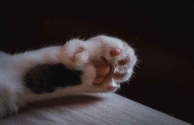 The Science of Cat Toe Beans– FullBucket Health