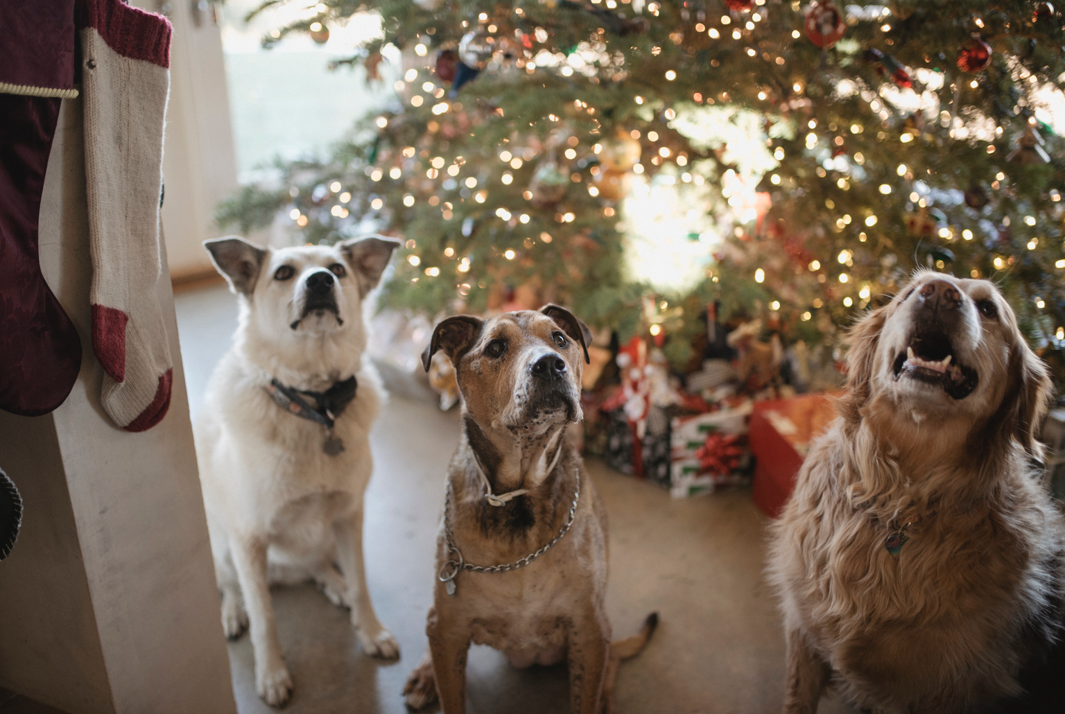 How to Avoid Garbage Gut in Dogs This Holiday Season– FullBucket Health