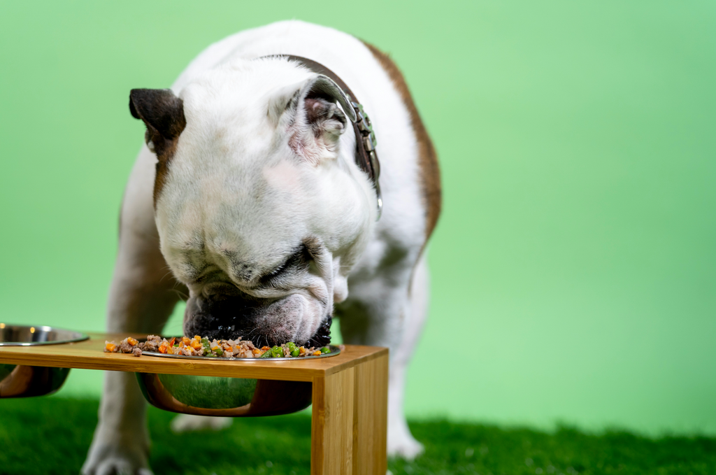 Why Does My Dog Eat So Fast?– FullBucket Health
