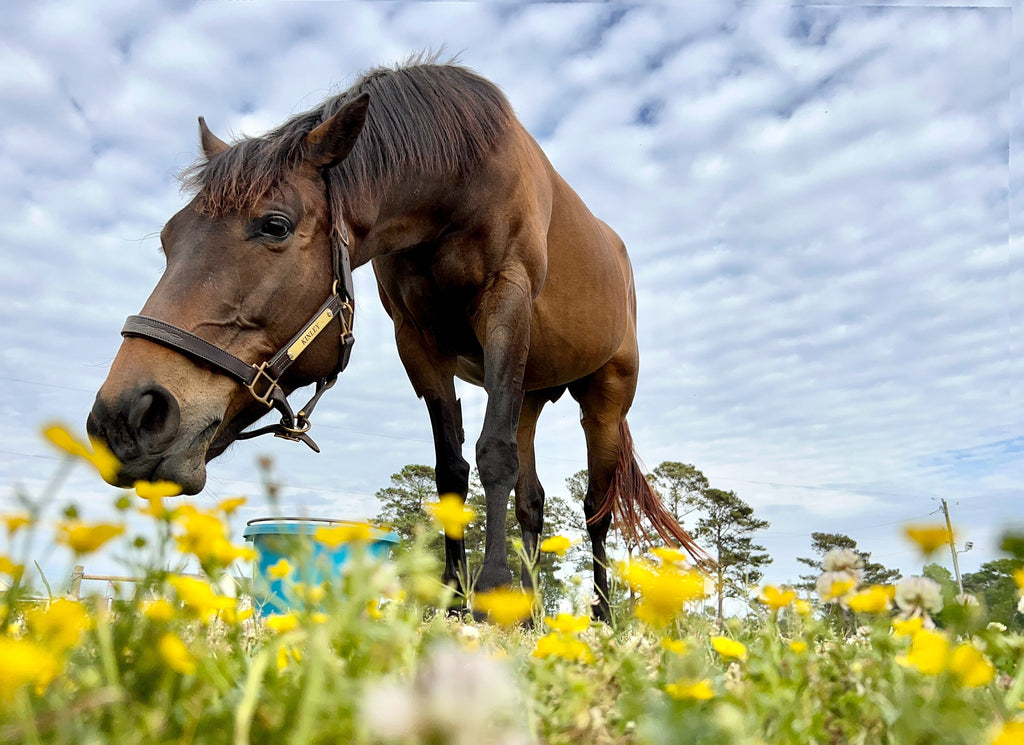 How to Get the Most Value From Your Horse Feed– FullBucket Health