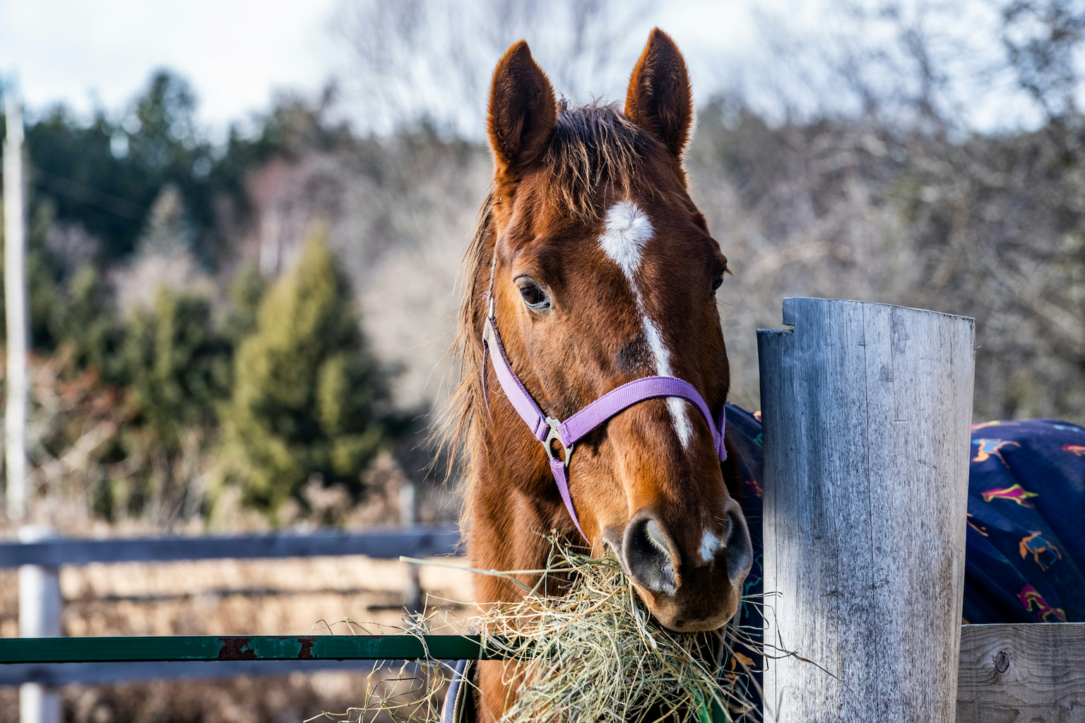 How to Strengthen Your Horse’s Immune System– FullBucket Health