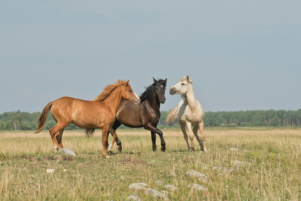 7 Types of Equine Insurance Explained– FullBucket Health