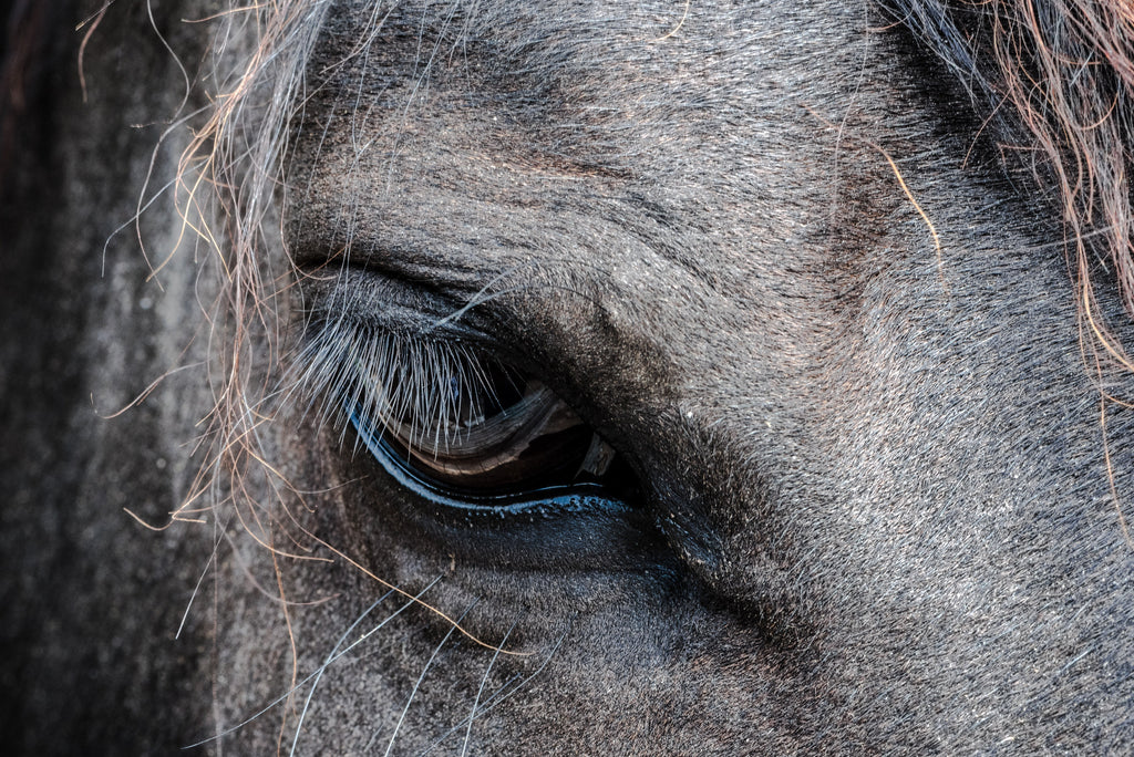 Pain Management in Horses– FullBucket Health