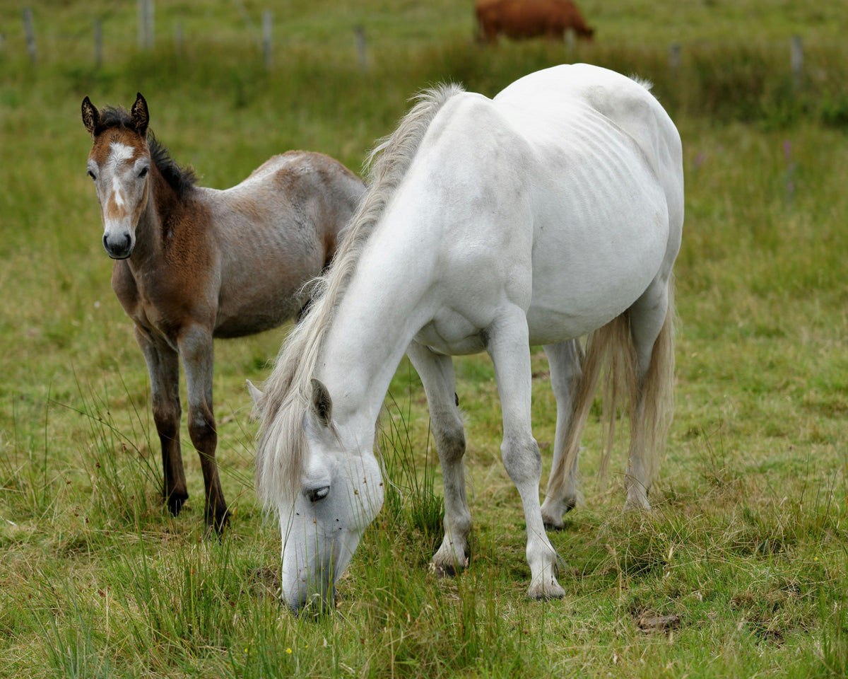 8 Pointers for Post-Foaling Mare Care– FullBucket Health