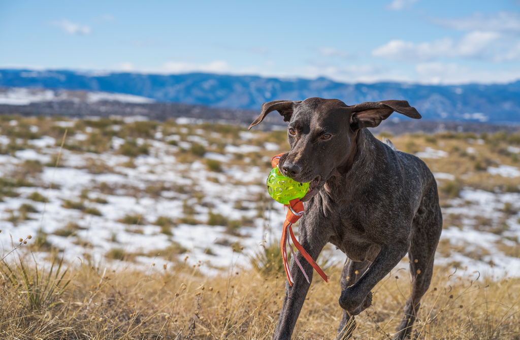 The Benefits of L-Glutamine for Dogs– FullBucket Health
