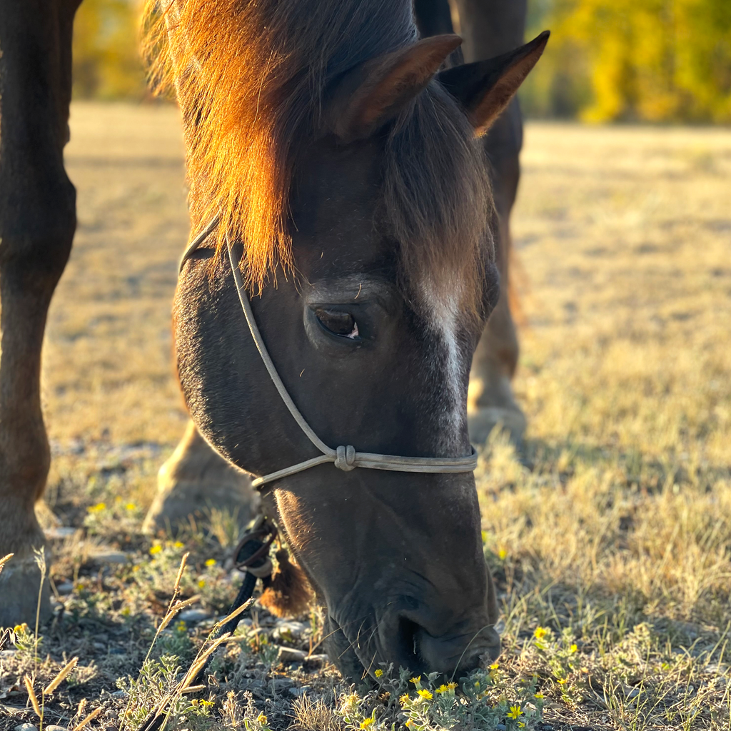 Natural Digestive Detox: DOS Clay’s Role in Equine Gut Health ...