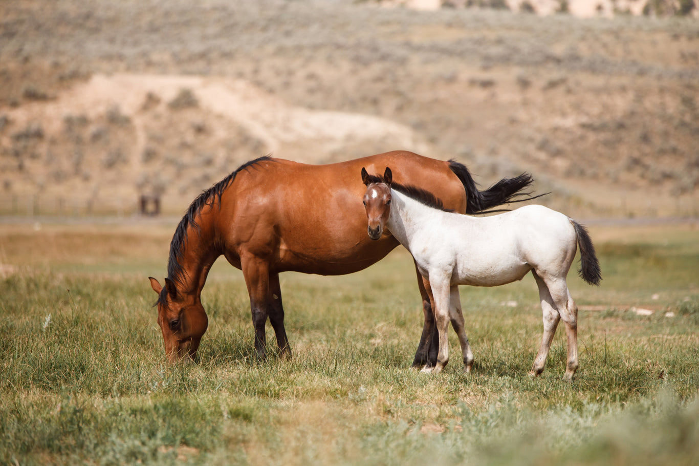 Foal Care– FullBucket Health